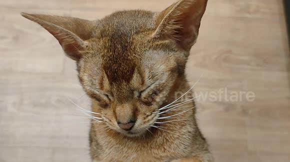 Rare seen footage of cat standing while sleeping - Buy, Sell or Upload ...