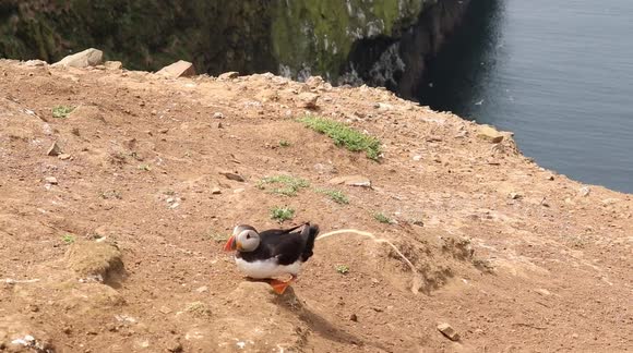 Guilty puffin makes a quick escape after a giant poo - Buy, Sell or ...