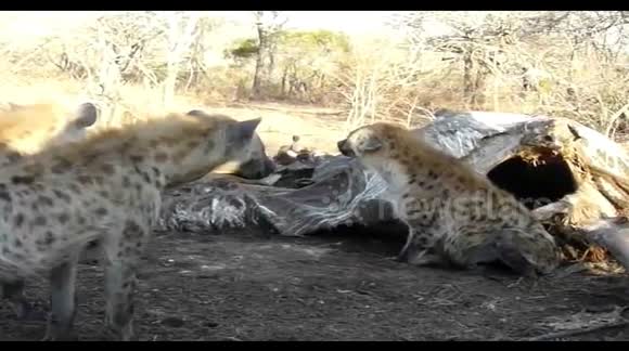 Hyenas fighting over Elephant Carcass, one Hyena hides in the rear end ...