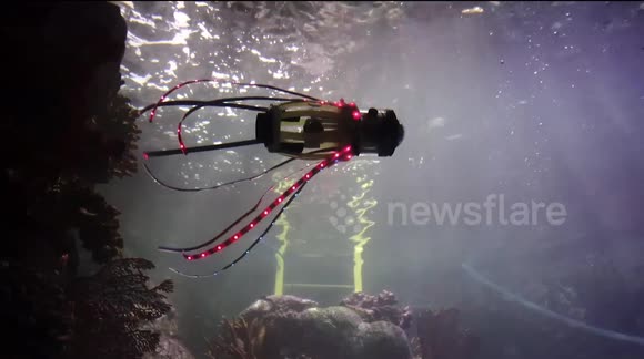 California designers build squid robot that swims underwater - Buy ...