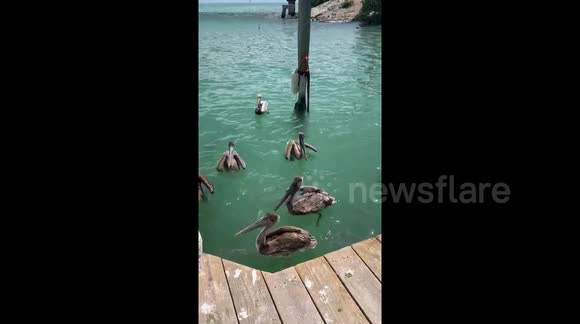 The Classic Way To Steal A Fish - Buy, Sell or Upload Video Content ...