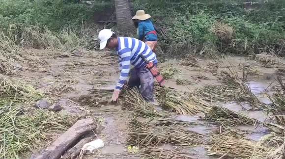 Floods Damage Rice Fields In The Philippines - Buy, Sell or Upload ...