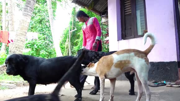 Woman in India feeds over 600 dogs despite losing her job during ...