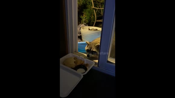 'I thought he would just take a fry': Cunning raccoon runs off with US ...