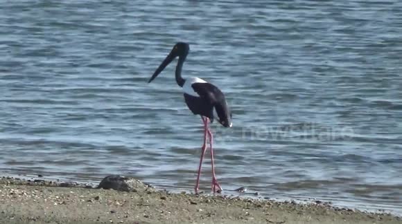 sri lankan largest and very rare bird like human size - Buy, Sell or ...