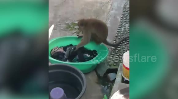 Wild monkey found hand-washing woman's clothes in Indonesia - Buy, Sell ...