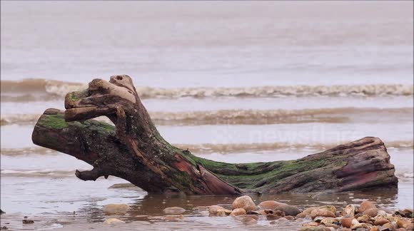 'Log Ness' monster spotted near Sheerness in Kent, UK - Buy, Sell or ...