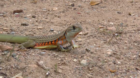 Butterfly lizards hunting,with sound effects - Buy, Sell or Upload ...