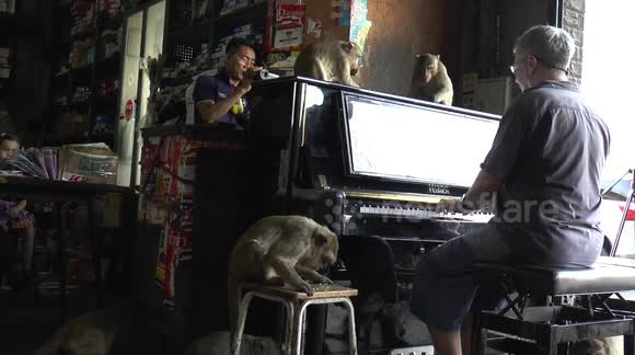 British pianist plays classical music for unruly monkeys in Lopburi ...
