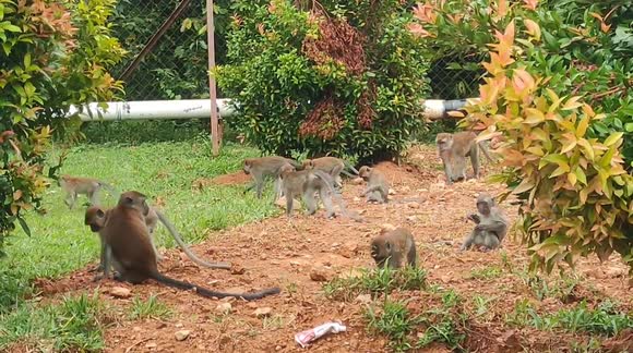 Bunch of cheeky wild monkeys invade house backyard in Malaysia - Buy ...