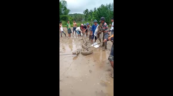 Huge python caught by villagers in West Sumatra in Indonesia - Buy ...