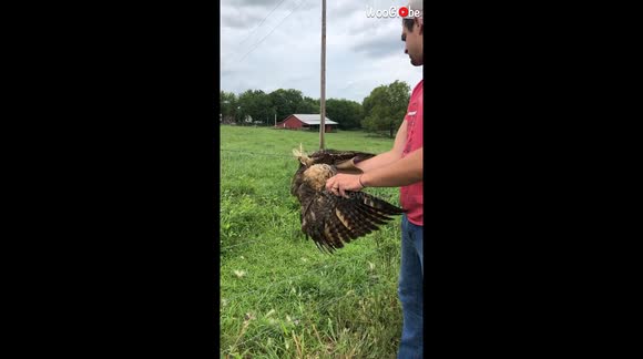 Owl bites its rescuer after being released from barbed fence in ...