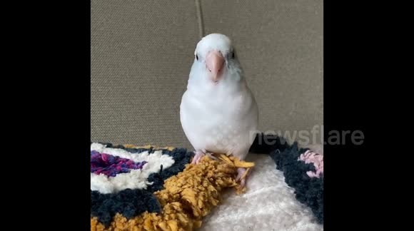 Wiggle, Wiggle, Wiggle! Small bird has big moves with delightful dance ...