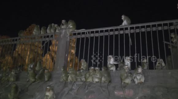 Hundreds of frightened monkeys scatter during fireworks display in ...