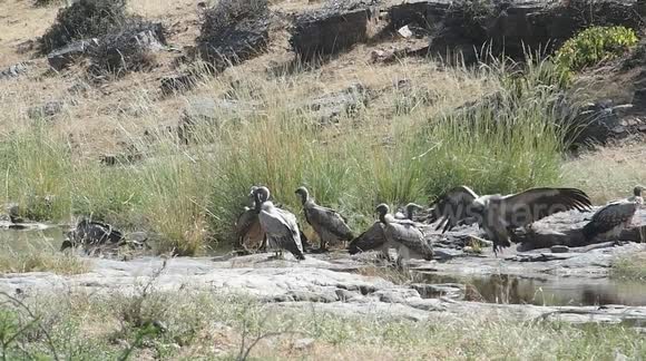 vulture bathing - Buy, Sell or Upload Video Content with Newsflare