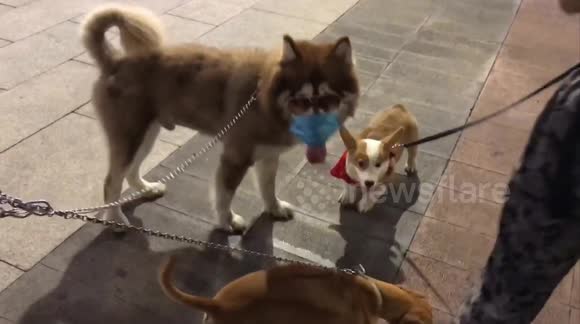 Cute moment when Dog wearing a mask against covid-19 - Buy, Sell or ...
