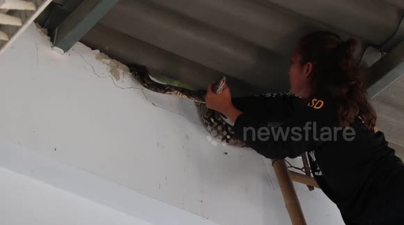 Fearless woman climbs 32ft bamboo ladder to catch python in school hall ...