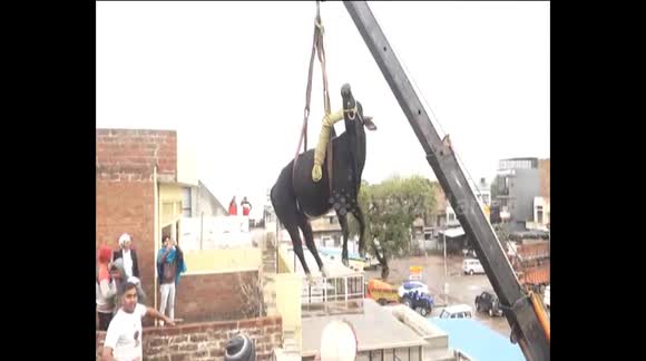 A load of bull! Crane used to rescue bovine that climbed three-storey ...