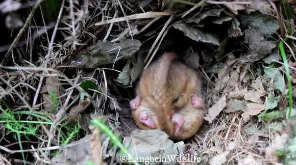This adorable mouse snoozes with its tail curled up round his face ...