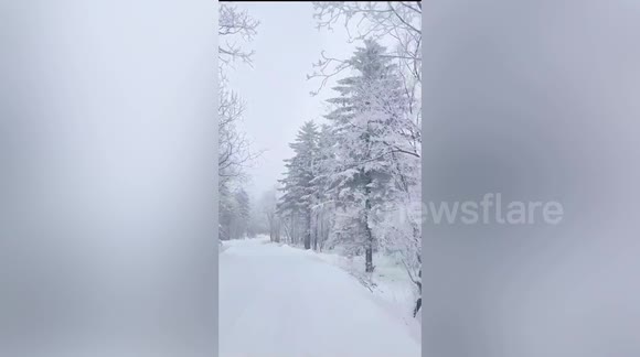 Beautiful 'hard rime' phenomenon filmed in Chinese forest park - Buy ...