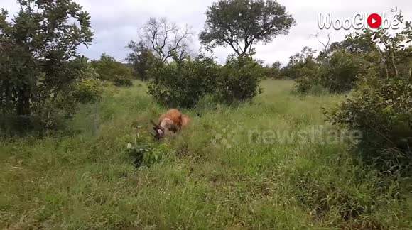 Lion caught wounded Hyena totally offguard - Buy, Sell or Upload Video ...