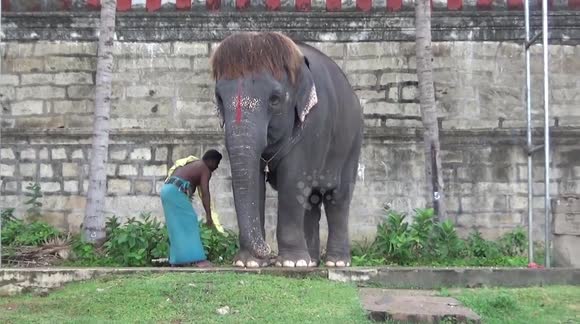 Harmonica-playing elephant in India is famous for its hair - Buy, Sell ...