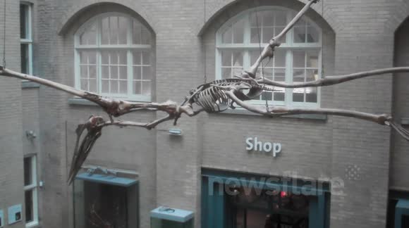 Pterodactyl and Totem pan - Buy, Sell or Upload Video Content with ...