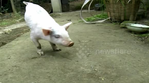 Two-legged pig in China - Buy, Sell or Upload Video Content with Newsflare