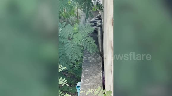 Giant python terrifies locals after emerging on house in Thailand - Buy ...