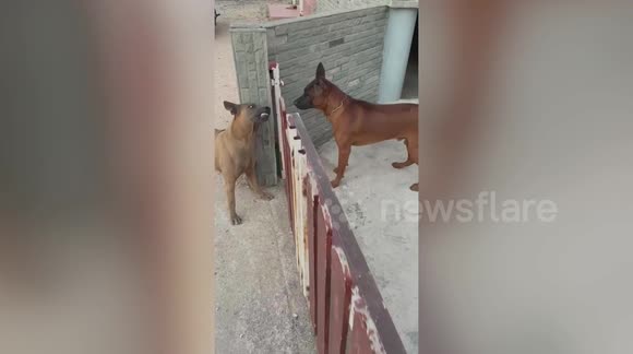 Bark worse than their bite! Dogs growl at each other when when gate ...