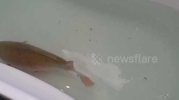 Stunned woman finds FISH flapping around in road outside her house ...