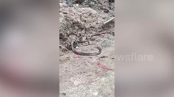 Seven-month-old baby killed by a cobra that slithered into her crib ...