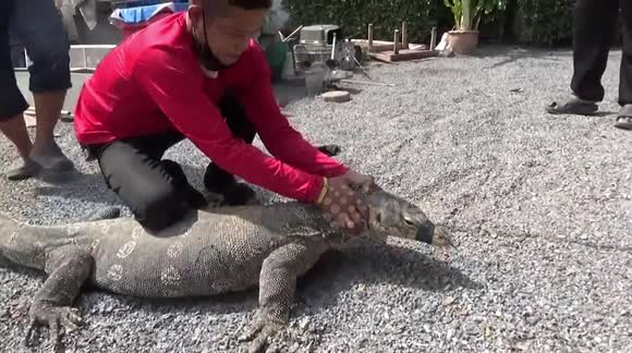 Huge monitor lizard caught in woman’s garden in Thailand - Buy, Sell or ...
