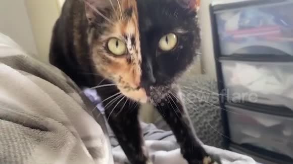 Splitty-kitty! Cat has two equal halves of its face in different ...