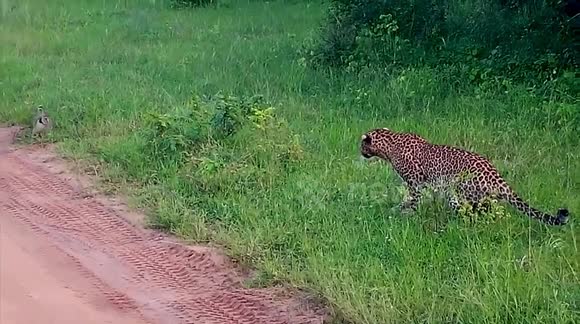 Rabbit cheats deaths as it outruns leopard in Sri Lanka national park ...