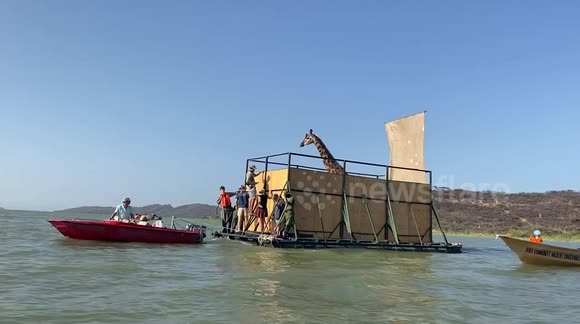 Giraffe rescued from flooded island using makeshift raft in Kenya - Buy ...
