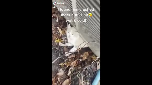 I found a kitten crushed under a AC unit - Buy, Sell or Upload Video Content with Newsflare