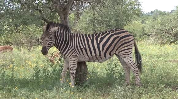 Blessed relief! Zebra scratches its itchy bits against a tree - Buy ...