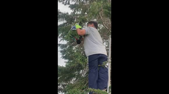 Canadian couple rescue crow tangled in trees branches - Buy, Sell or ...