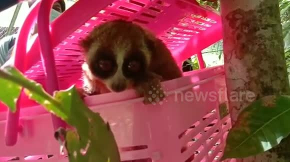 Moment a happy slow loris climbs a tree when released to nature reserve ...