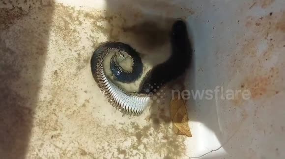 Bizarre centipede-like river creature found in Thailand - Buy, Sell or ...