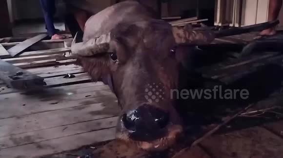 Buffalo rescued after falling through wooden floor and getting stuck on ...