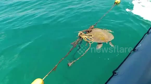 Endangered sea turtle stuck in net rescued in southern Thailand - Buy ...