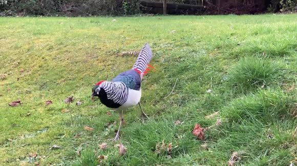 A rare exotic bird believed to be extinct in the British wild has been ...
