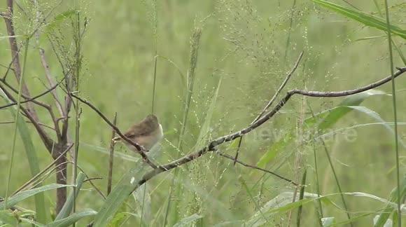 Eat your grub! Prinia bird parent struggles to get its overfed chick to ...