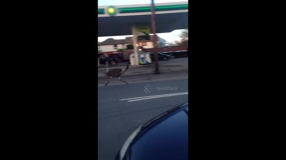 Emu on the loose in Torrington, UK - Buy, Sell or Upload Video Content ...