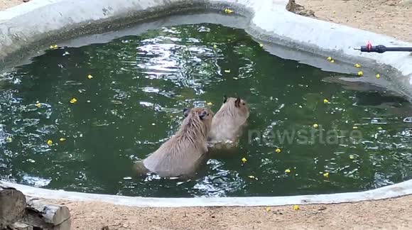 Capybaras mating in pond infront of zoo visitors - Buy, Sell or Upload ...