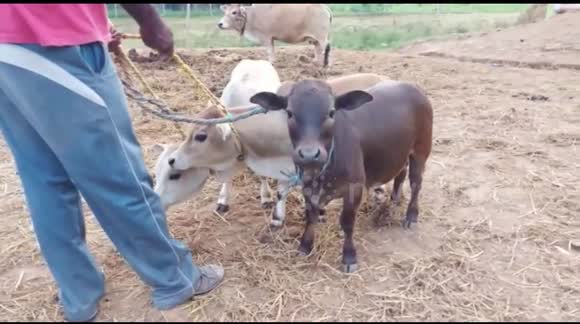 Adorable breed of world’s shortest cow on brink of extinction - Buy ...