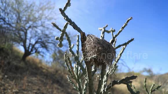 Bird's nest on a Choya beach: Flora Sudcalifornios, sudcalifornia ...