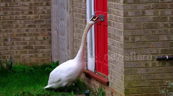 Residents are spitting feathers after being plagued by a pesky swan ...